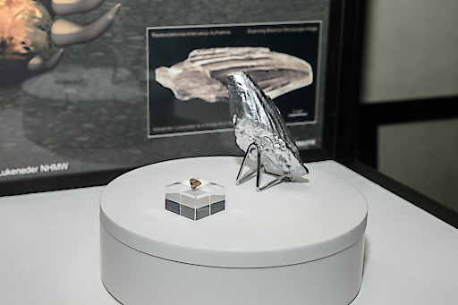 Österreichs Pliosaurier wird erstmals ausgestellt | Naturhistorisches ...